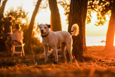 16 Tips for Beautiful Pet Photography