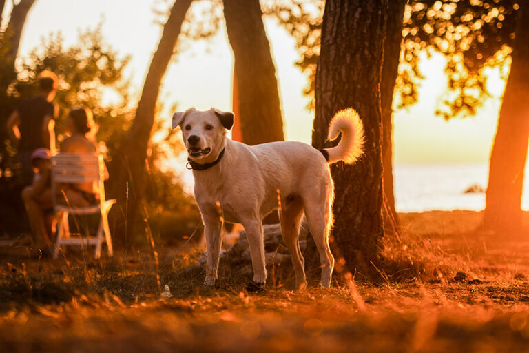 16 Tips for Beautiful Pet Photography