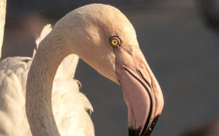 Sony E 70-350mm f/4.5-6.3 G OSS Review (in 2025)