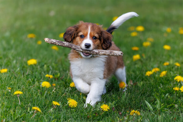 23 Beautiful Examples of Dog Photography