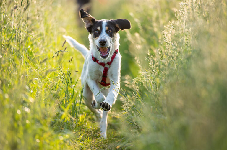 23 Beautiful Examples of Dog Photography