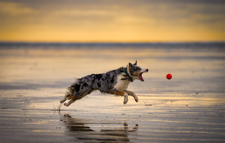 23 Beautiful Examples of Dog Photography