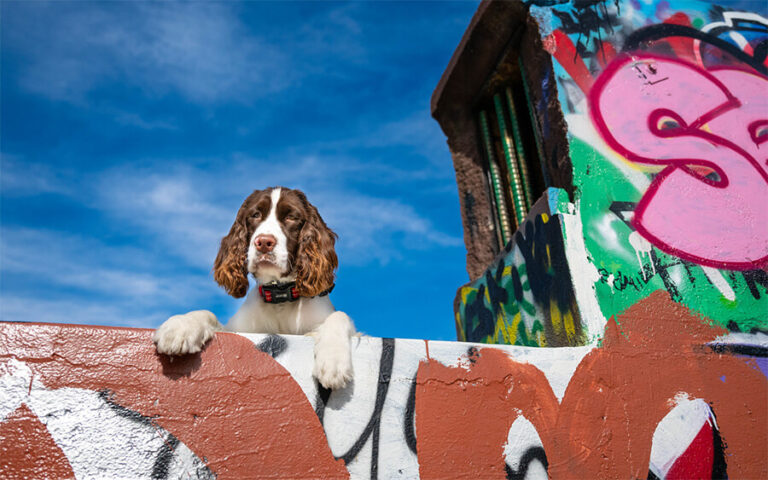 23 Beautiful Examples of Dog Photography