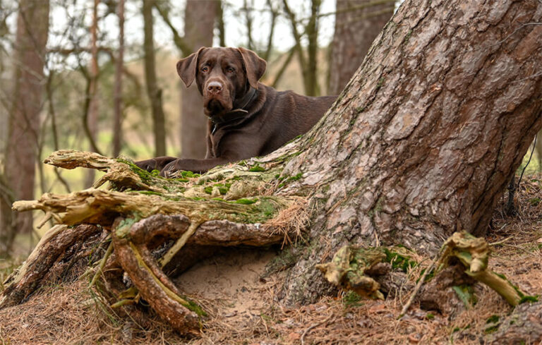 23 Beautiful Examples of Dog Photography