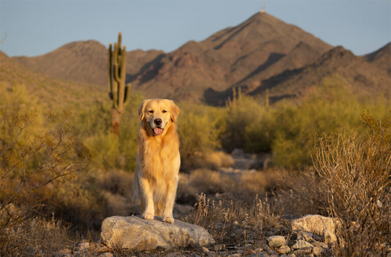 23 Beautiful Examples of Dog Photography